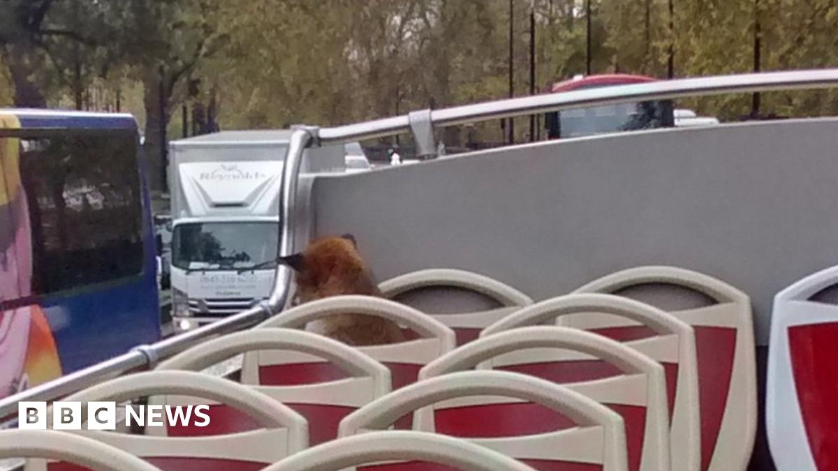 Fox hitches free ride on London sightseeing bus - BBC News