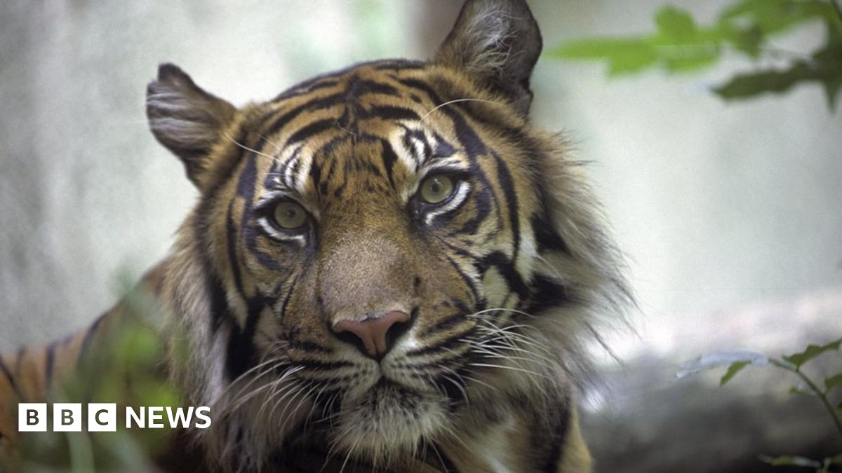 Big cats: US Senate unanimously passes bill to curb private ownership - BBC News