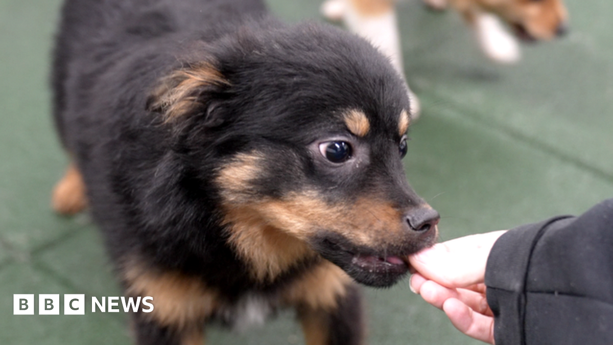 Puppy and kitten smuggling crackdown moves step closer in Commons - BBC ...