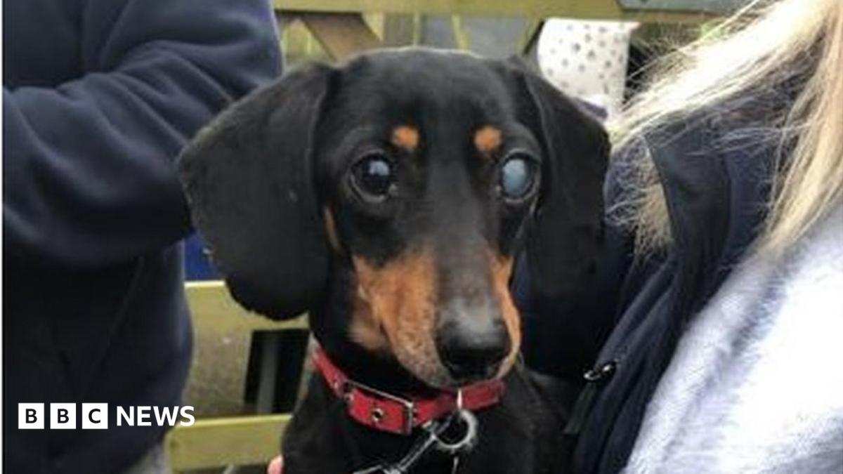 'Sausage dogs' gather at RSPCA St Columb to help rescue dog - BBC News