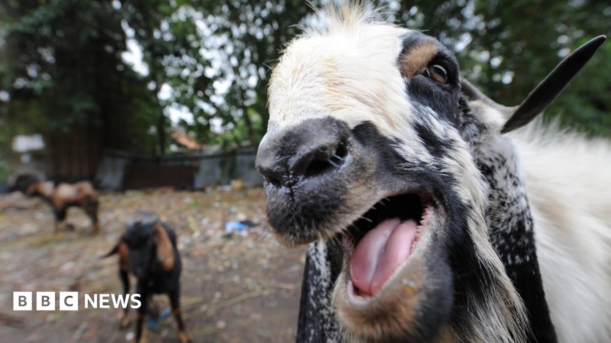 Feral goats bring havoc to New Zealand town - BBC News