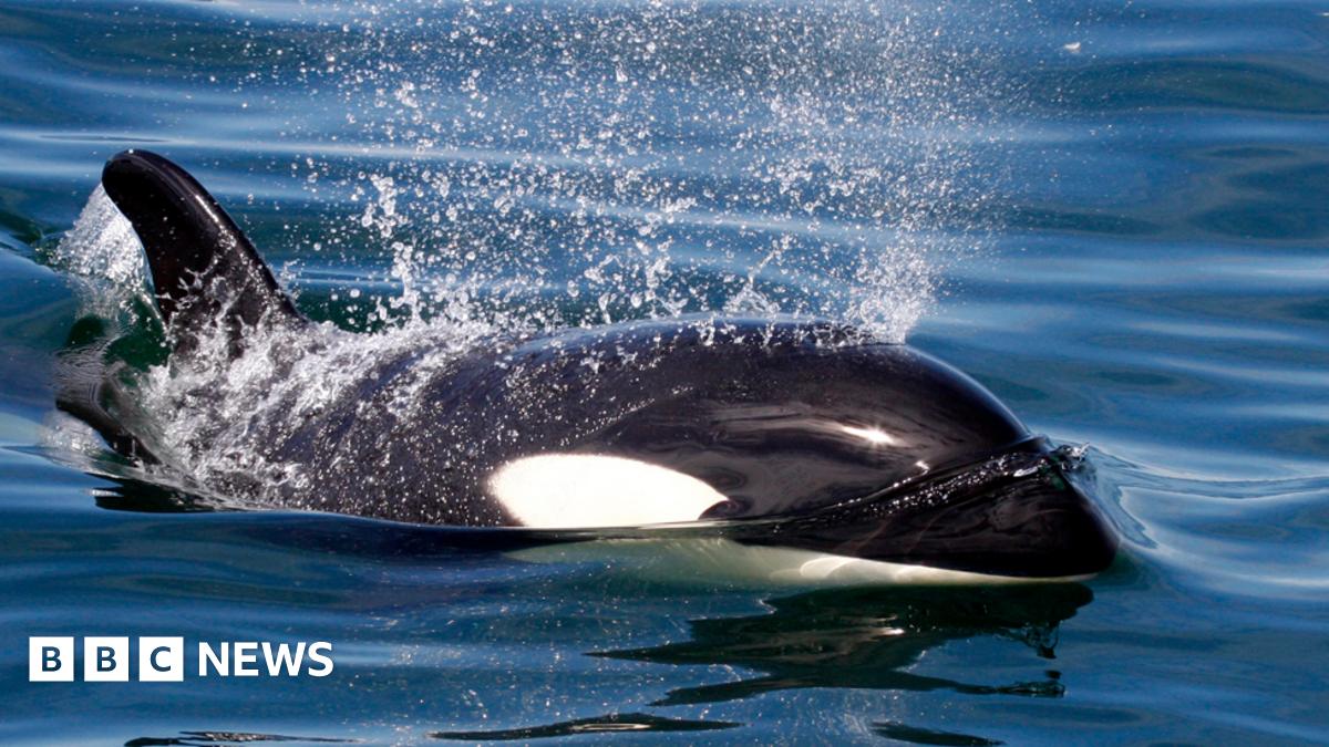 Atlantic orcas 'learning from adults' to target boats - BBC News