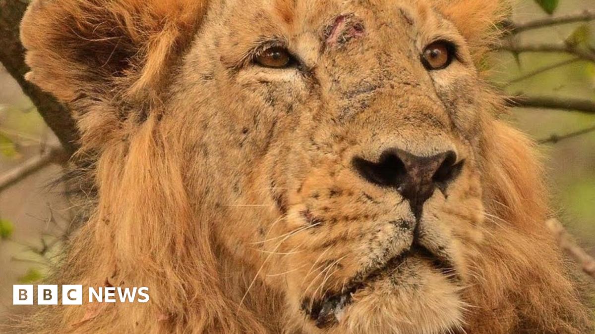 Famous Indian lion Ram dies of old age in Gir forest - BBC News