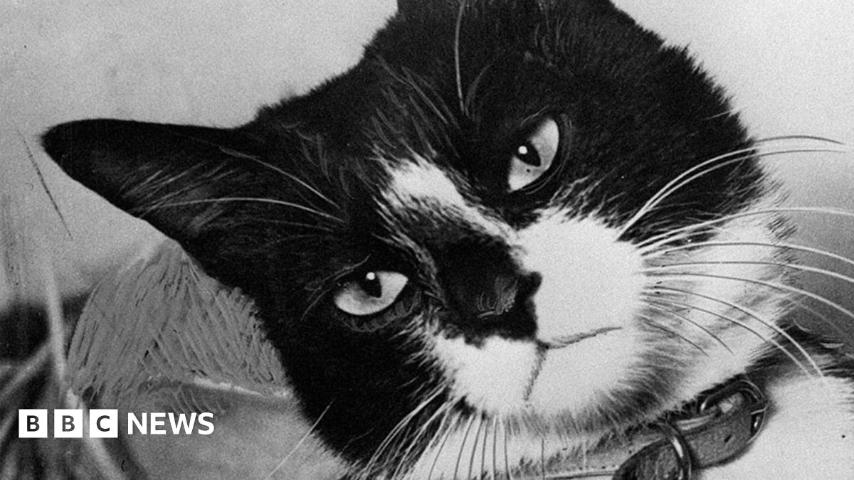 Cats to the rescue: When felines turn hero - BBC News