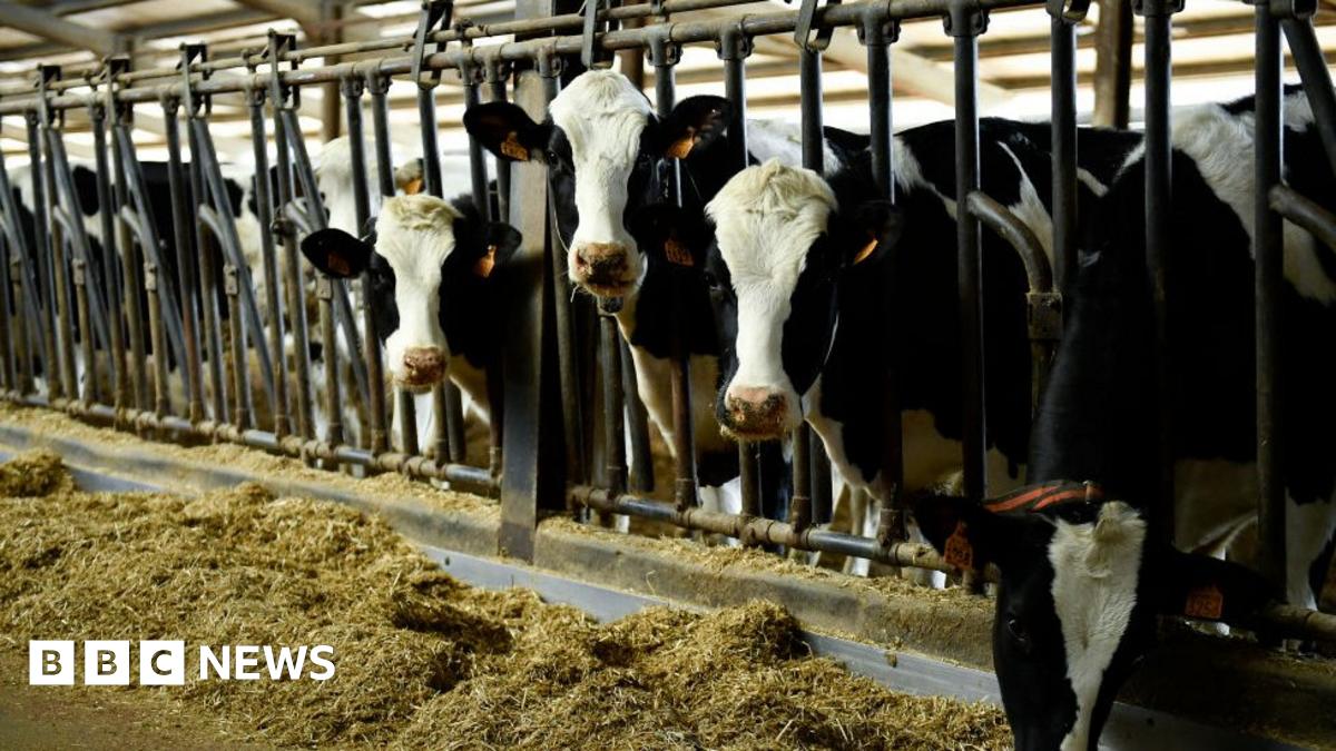 Person in Texas diagnosed with rare bird flu after contact with cattle ...