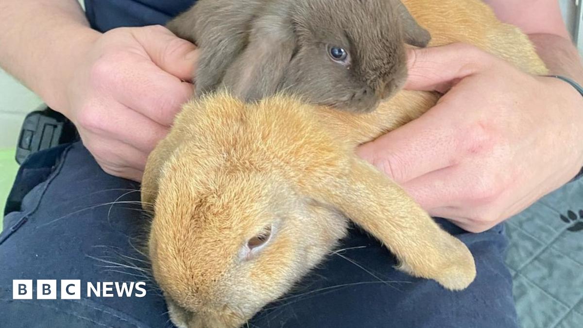 Suffolk Blue Cross makes urgent appeal for animal foster carers - BBC News
