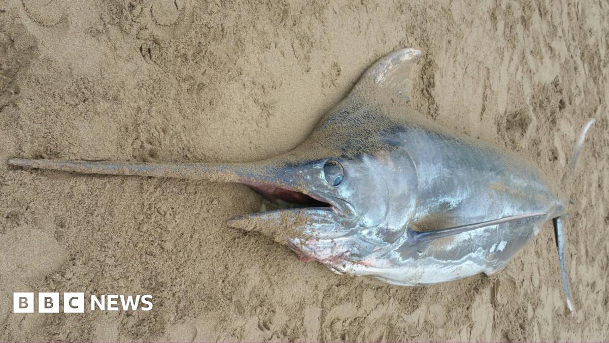 Swordfish washes up on Freshwater East beach, Pembrokeshire - BBC News