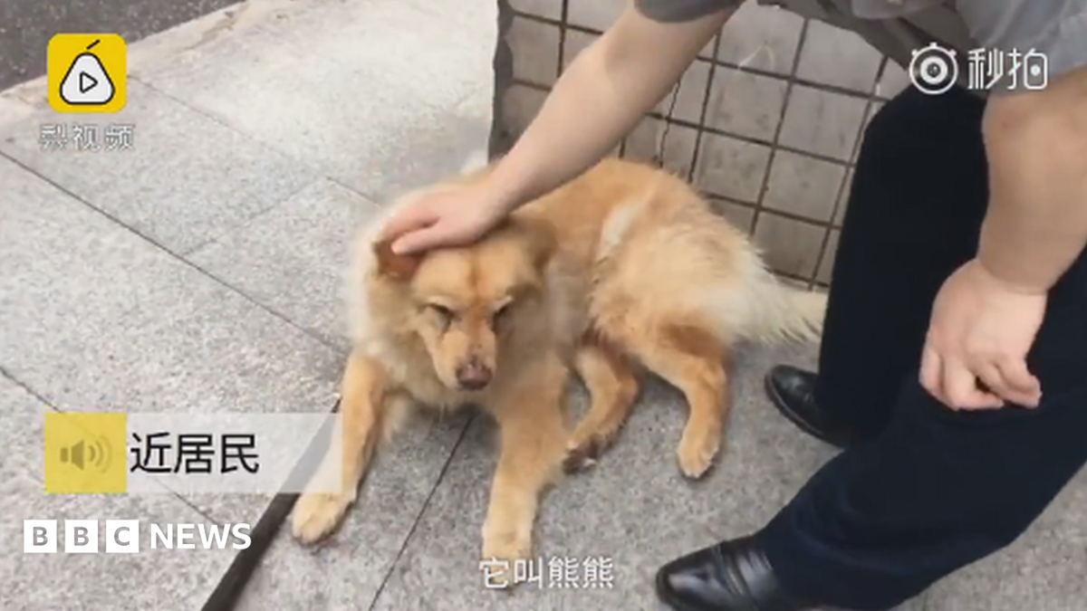 Xiongxiong the loyal dog charms Chinese social media - BBC News