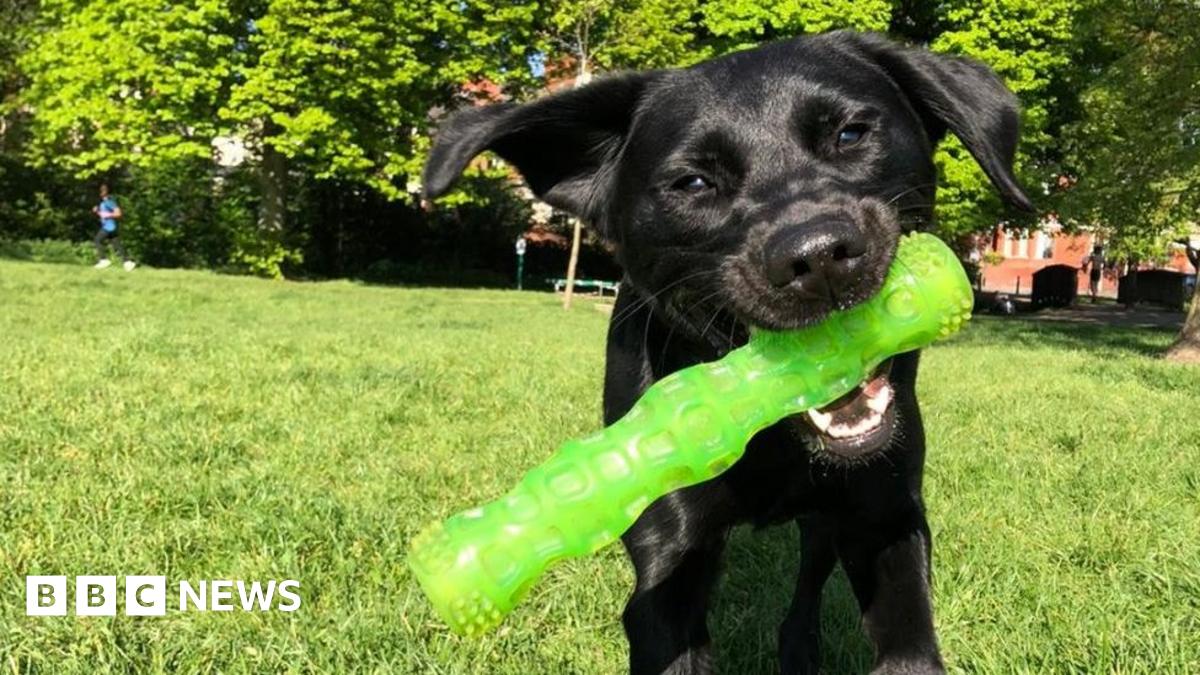 Coronavirus: Tricks to train guide dogs during lockdown - BBC News