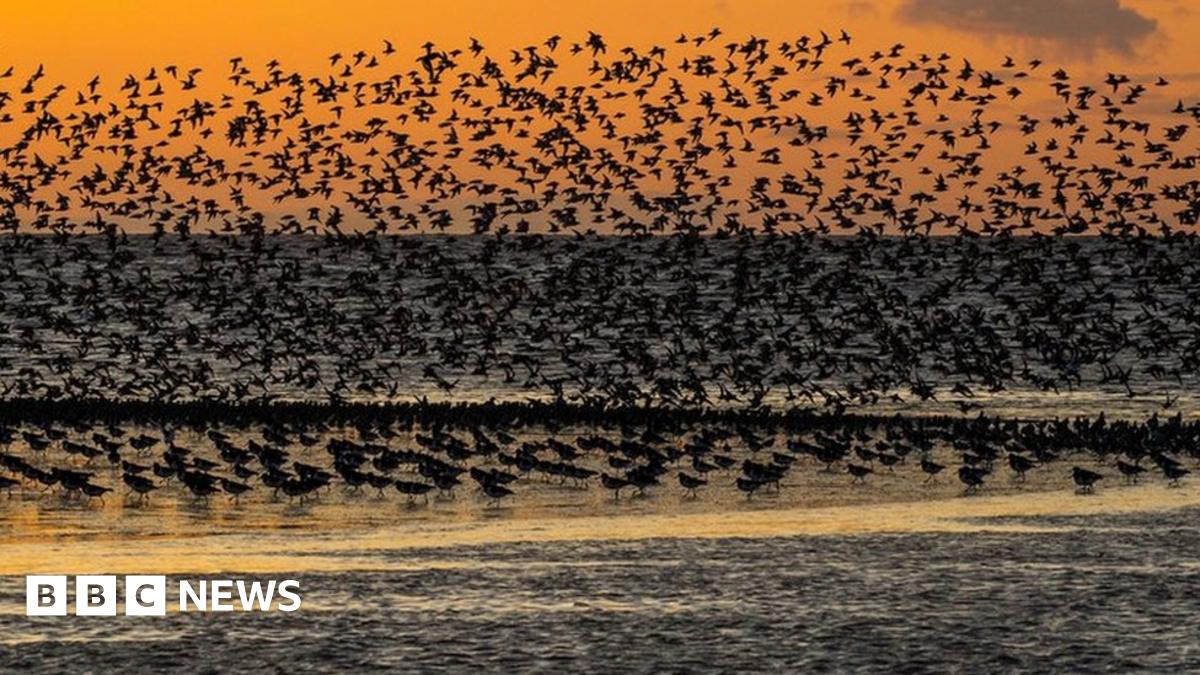 RSPB lodges Natural World Heritage site bid for wetlands area - BBC News