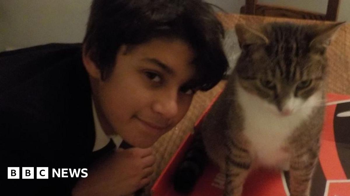 Missing cat and Watford schoolboy 'find' each other after three years ...