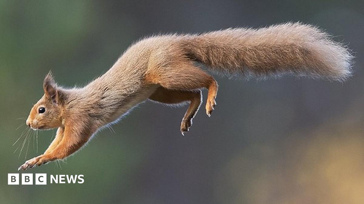 New phase in Scottish red squirrel relocation project - BBC News