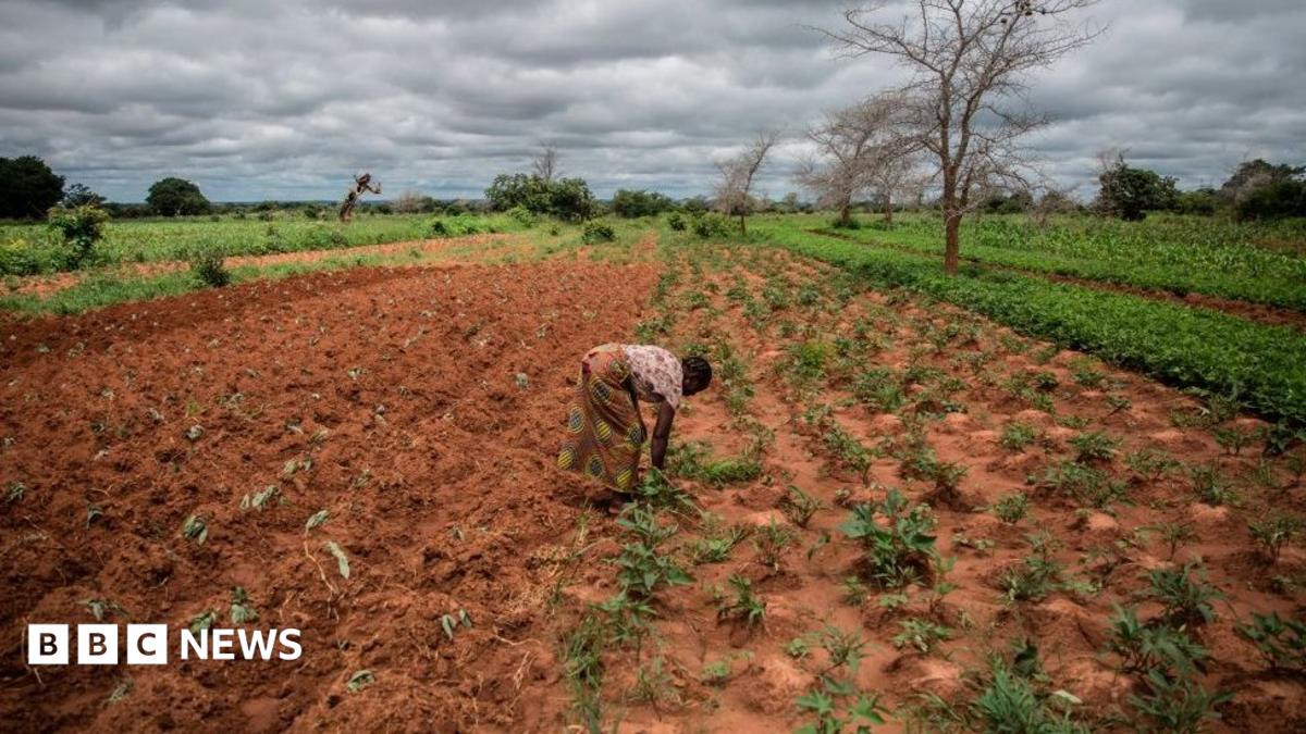 Africa Live this week: 26 February-3 March 2024 - BBC News