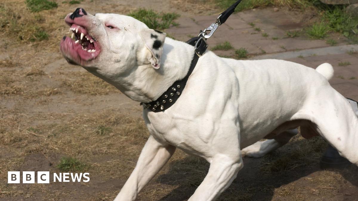 Dog attacks: What can you do to protect yourself? - BBC News