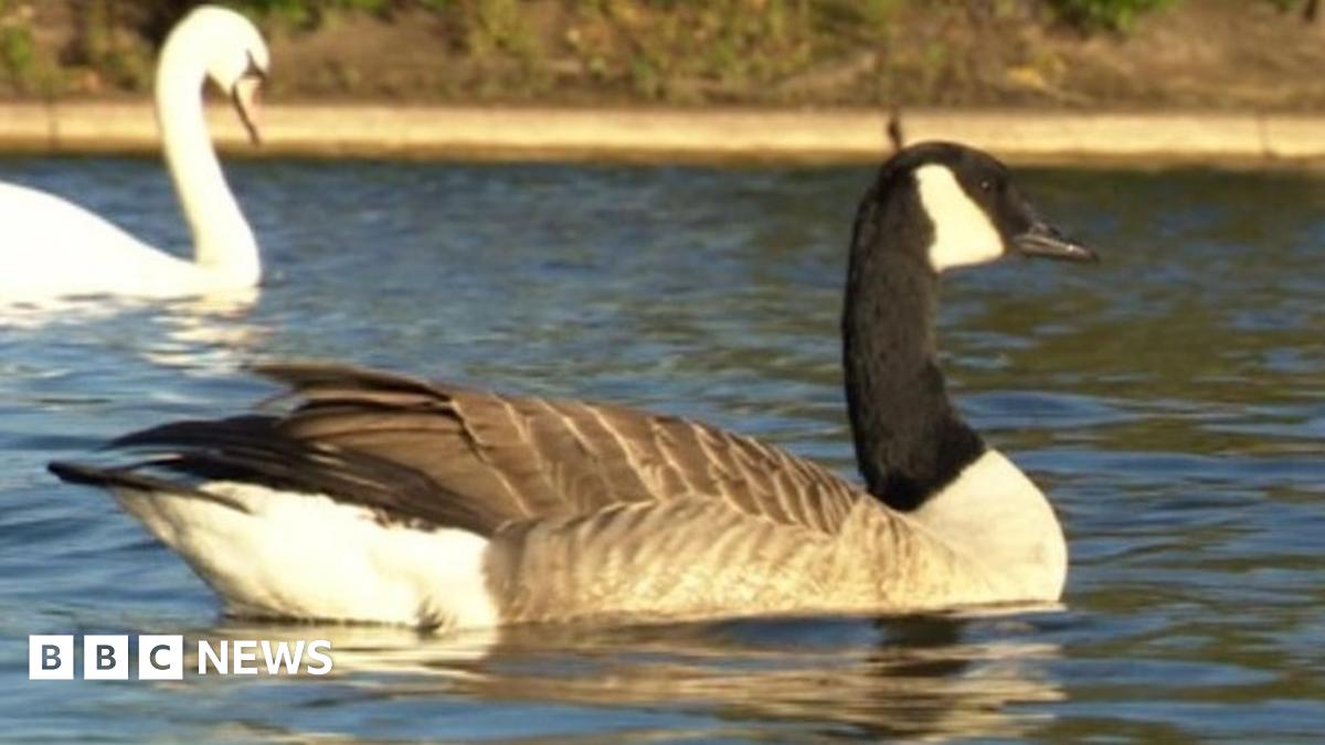 Cleethorpes park goose death: Man due in court - BBC News