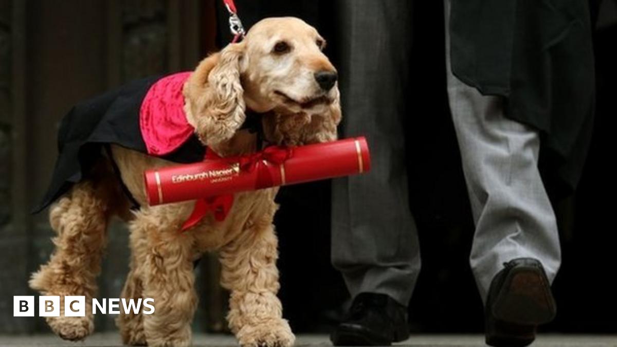 Degree date for dissertation dog in Edinburgh - BBC News