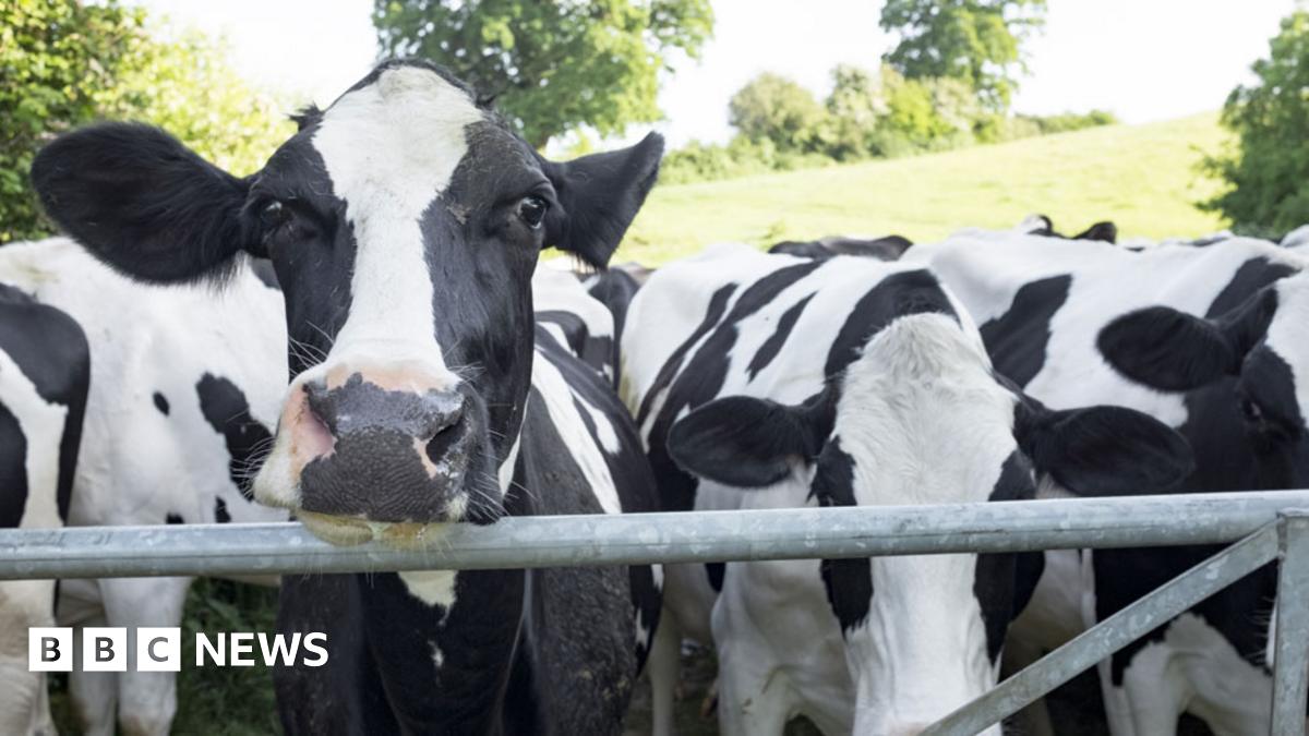 'Mad cow disease': What is BSE? - BBC News