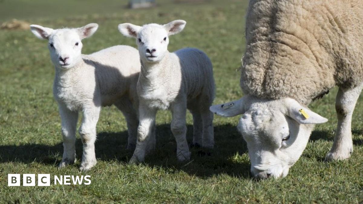 Yorkshire Wildlife Trust issues sheep warning for dog owners - BBC News