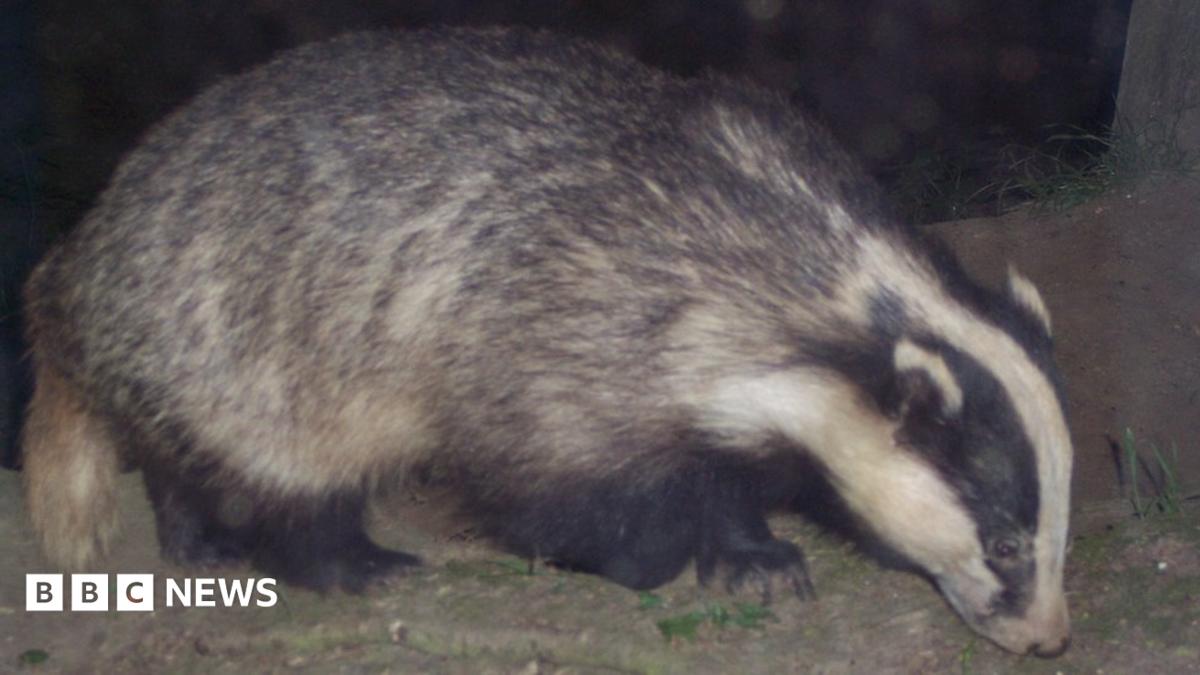 Badger-damaged road sinking, locals say - BBC News