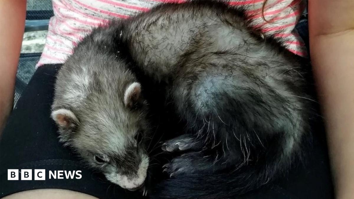 Surrey family pleads for return of stolen pet ferrets - BBC News