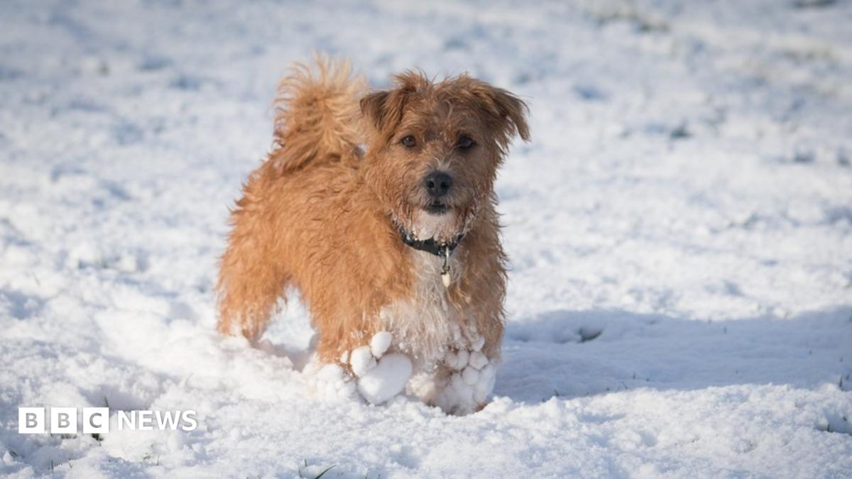 In pictures: Snow hits UK - BBC News