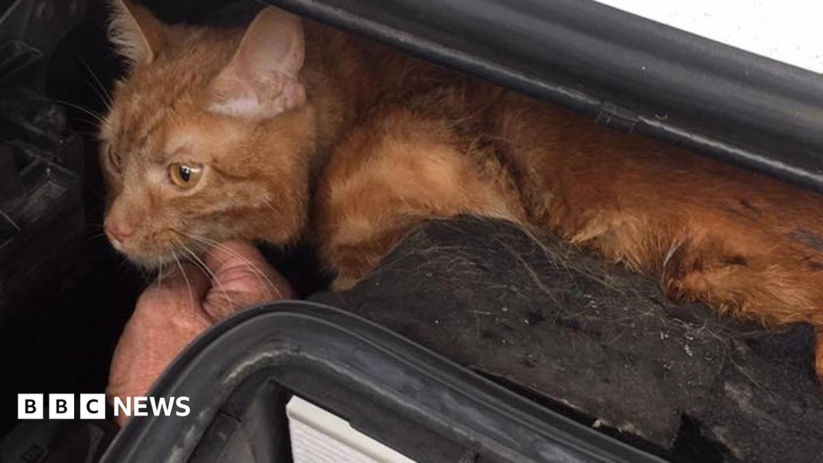 Cat survives 60-mile trip under van bonnet - BBC News