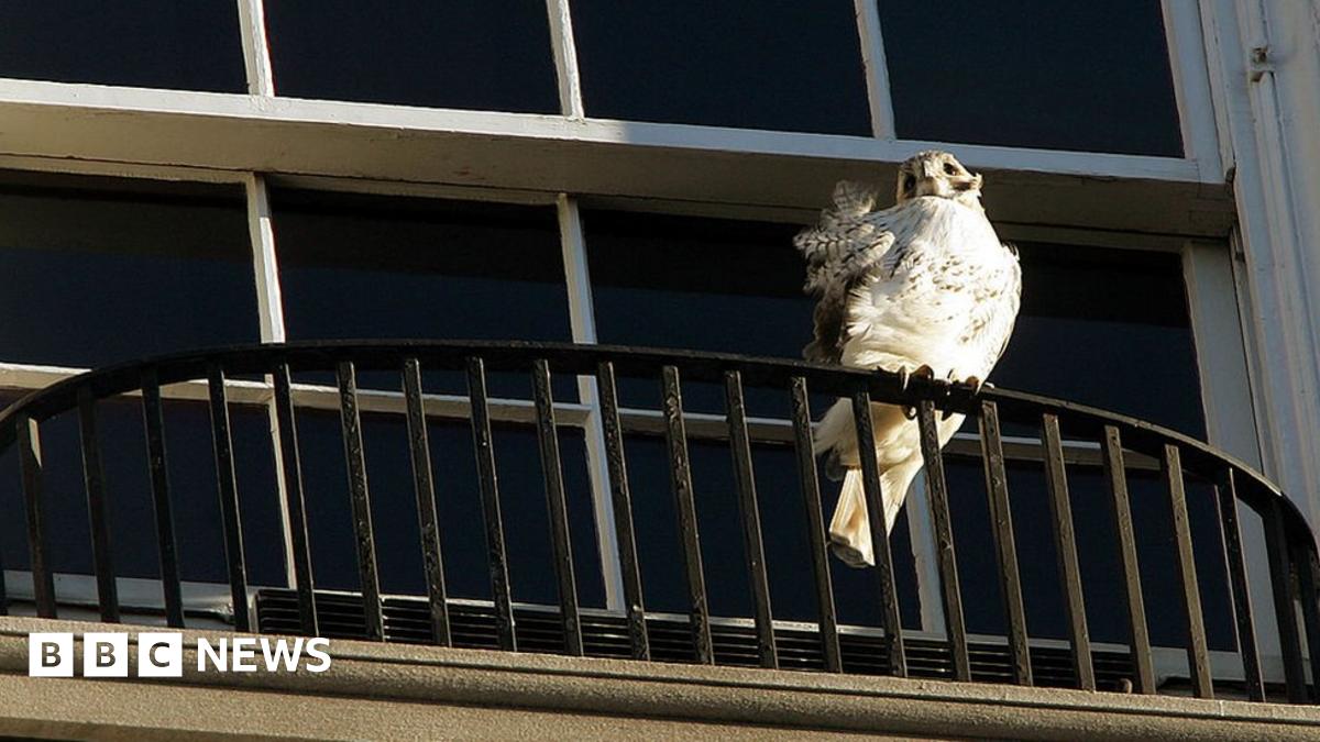 Pale Male: Tributes pour in for celebrity red-tailed hawk - BBC News
