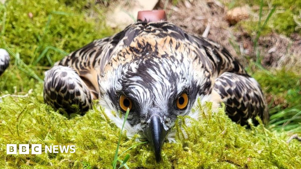 Migrating Borders osprey hitched a ride on cargo ships - BBC News