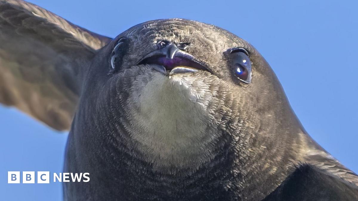 Conservationists aim to save Derbyshire's swifts - BBC News