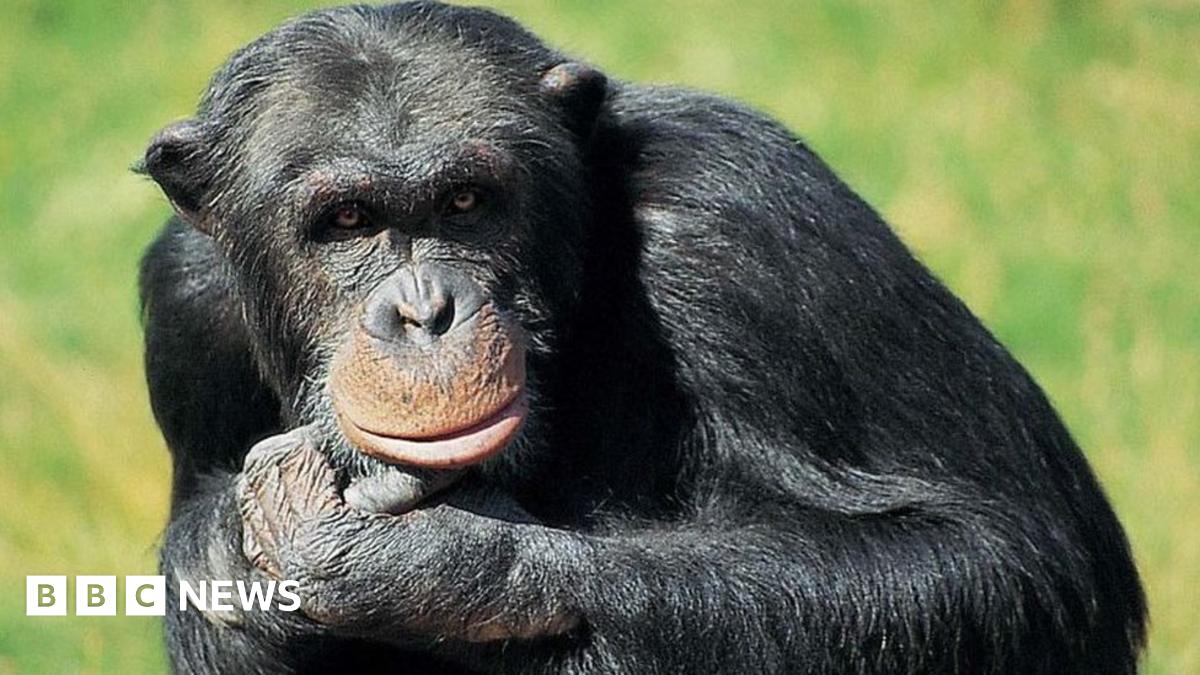 Sweden Furuvik zoo: Anger over shooting of chimpanzees in zoo escape ...