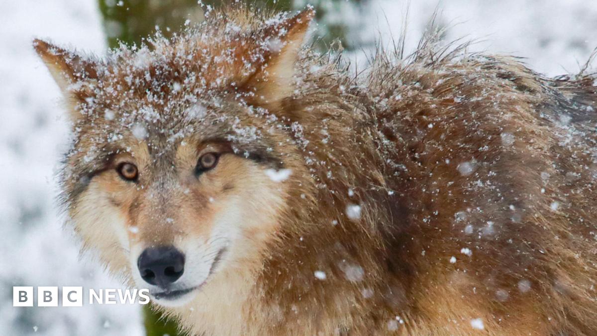 Switzerland's wolves get too close for comfort - BBC News