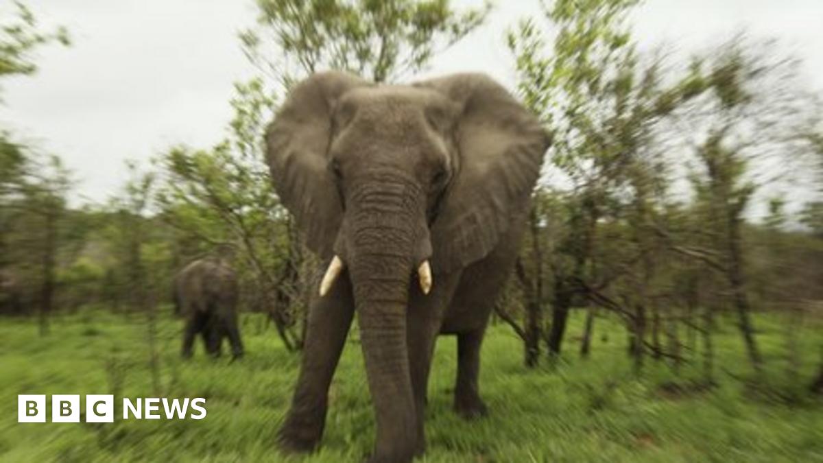 Call to close ivory markets agreed at Cites conference - BBC News