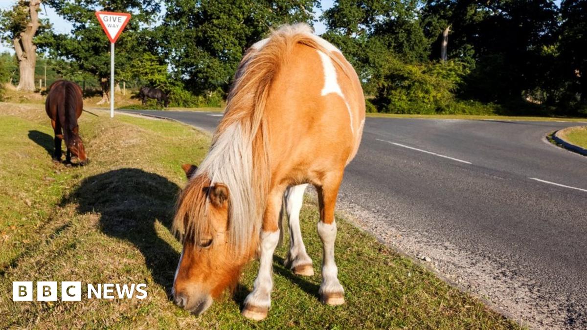New Forest animal deaths: Hit-and-run figures rise - BBC News
