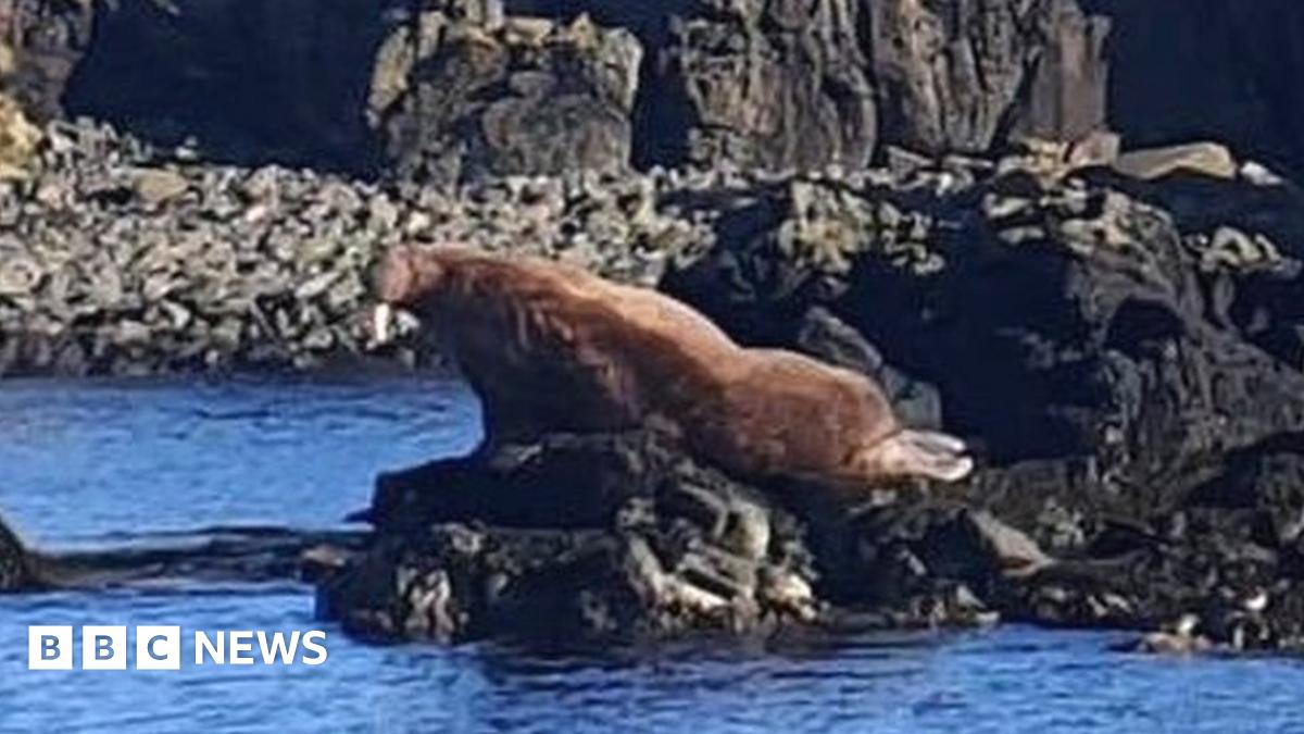 Massive walrus spotted in the Inner Hebrides - BBC News