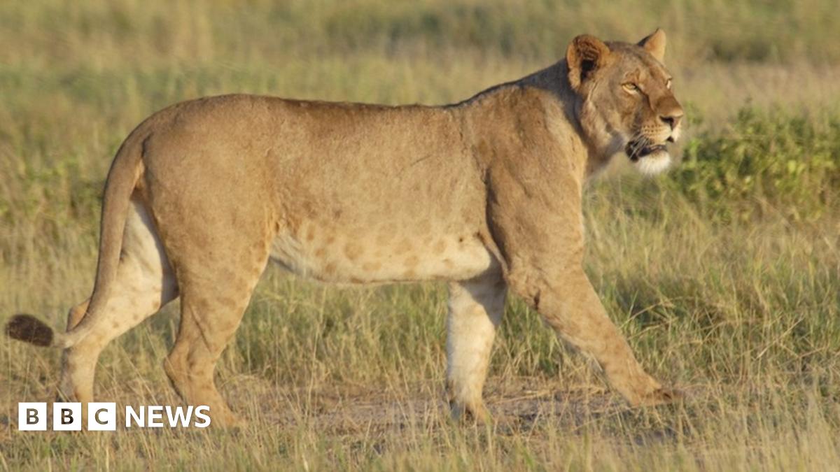 Wild animals at UK homes include lions, zebras and crocodiles - BBC News