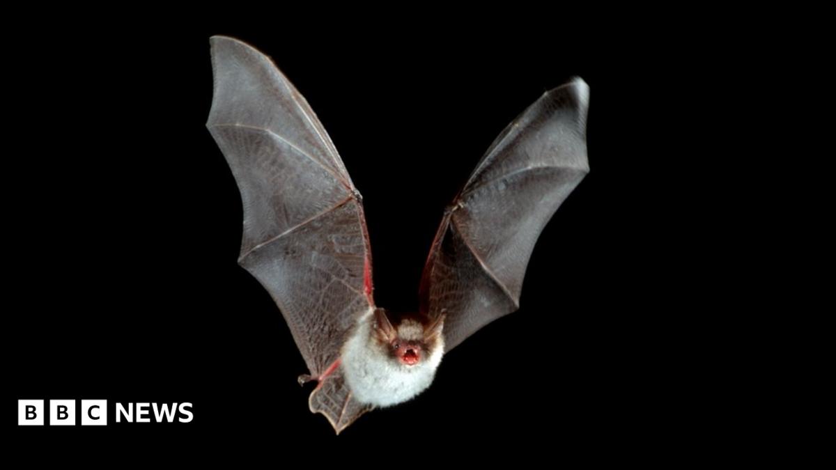 Bicester: Bats still in Graven Hill despite development - BBC News