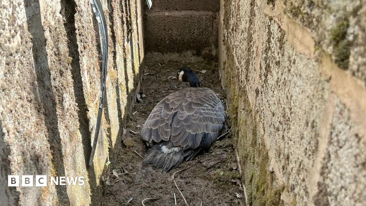 Goose rescued after falling through Leicestershire cattle grid - BBC News