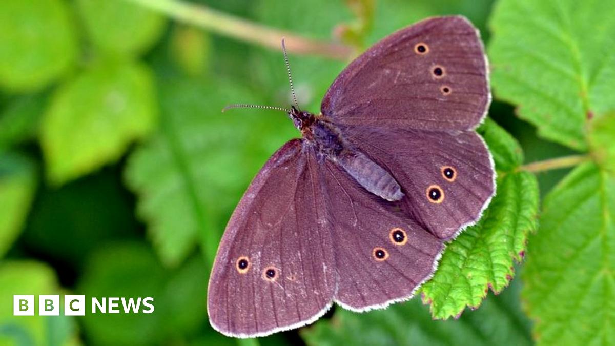 Butterfly count to gauge impact of extreme weather - BBC News