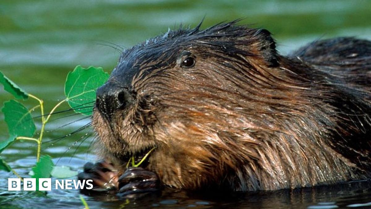 Anglia Ruskin University gets £0.5m for Arctic beaver study - BBC News