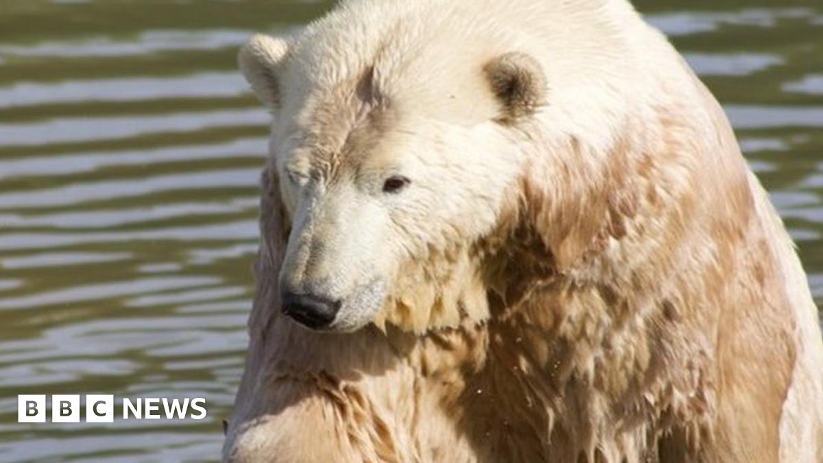 Polar bear taken in at Jimmy Doherty's zoo in Suffolk - BBC News
