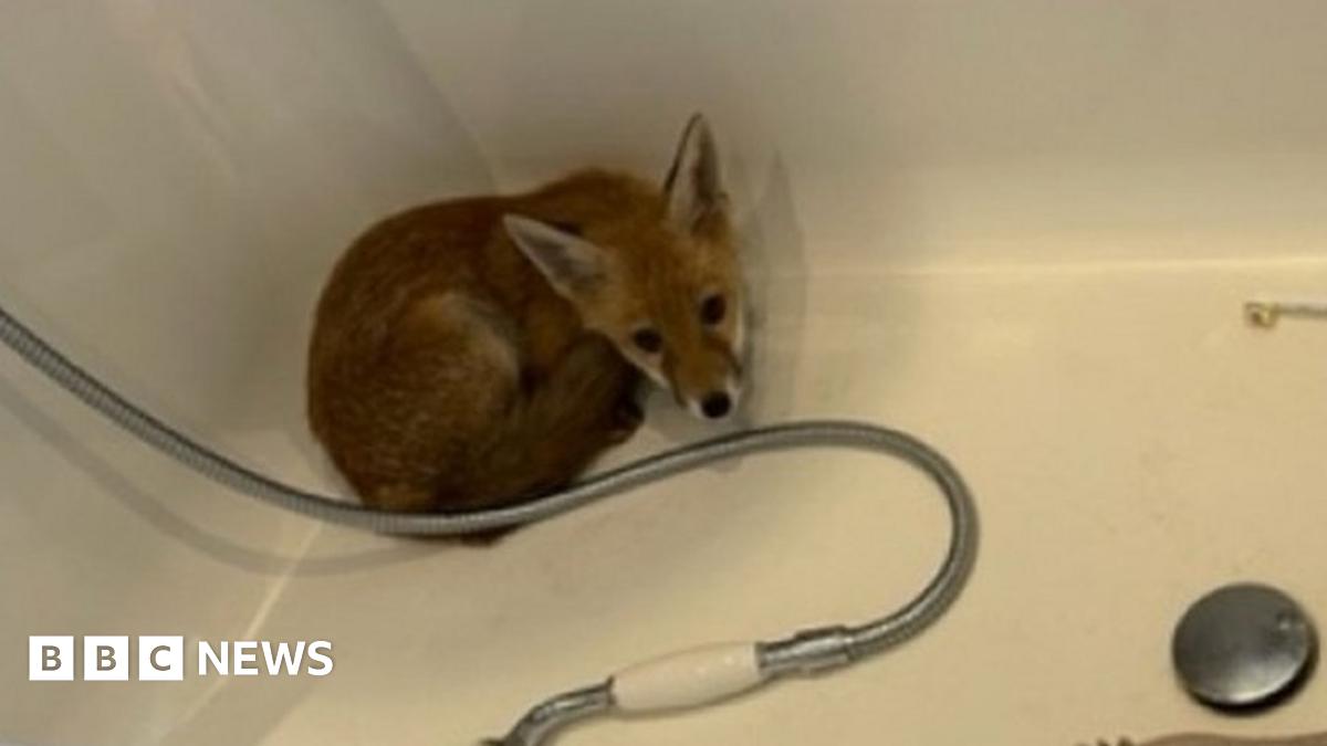 Fox cub rescued after being found in a bath - BBC News