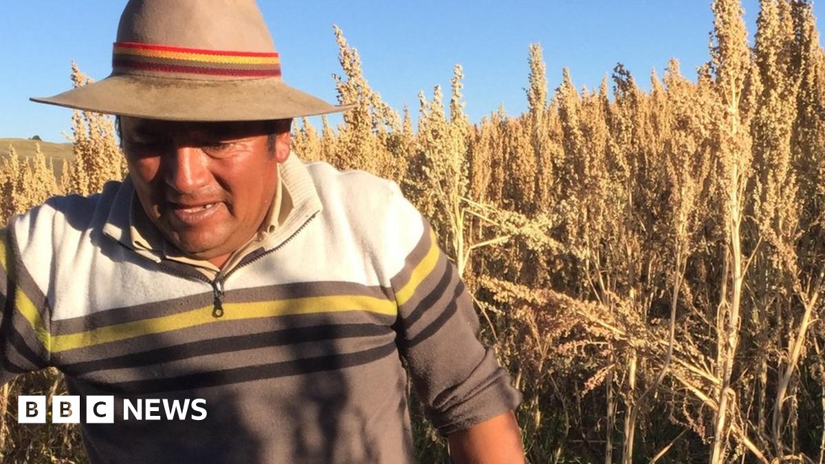 How quinoa is changing farmers' lives in Peru - BBC News