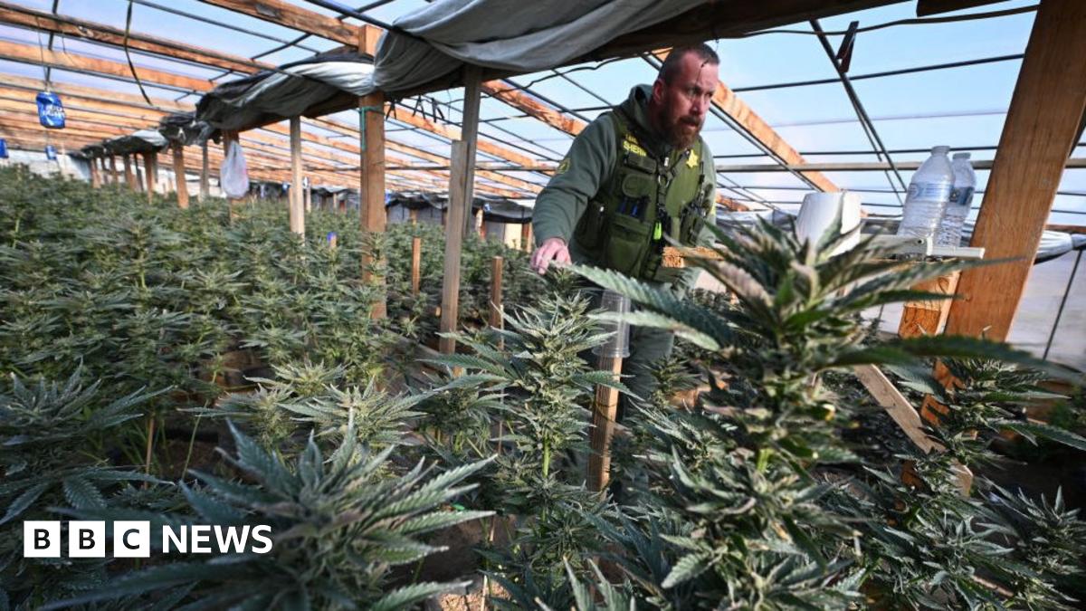 US moves to reclassify marijuana in historic shift - BBC News