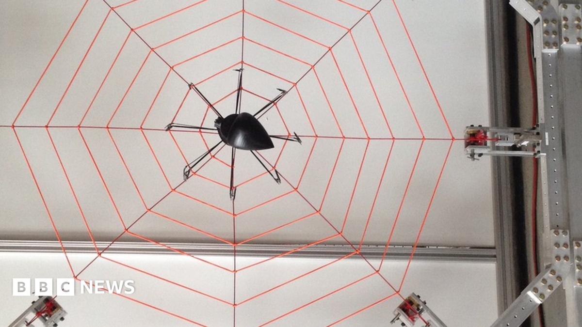 Giant web probes spider's sense of vibration - BBC News