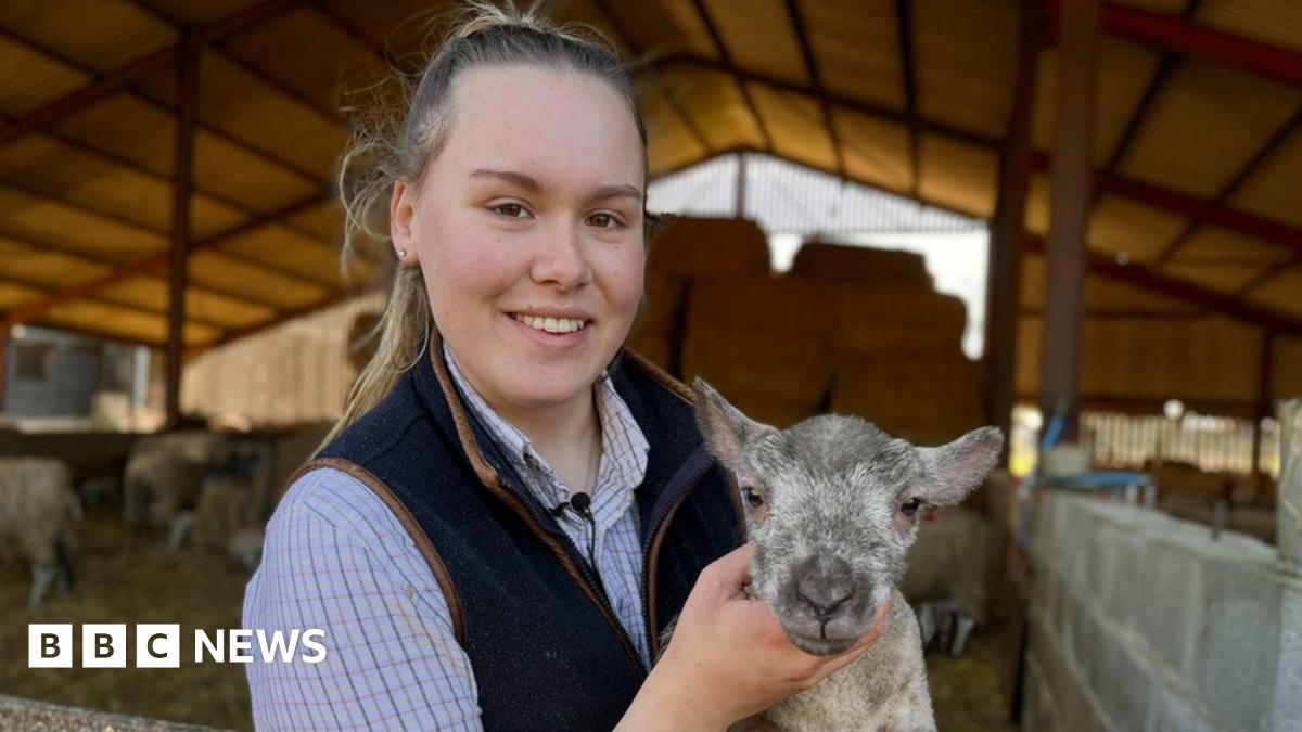 Essex teenager Libby Lawrence shares her love of lambing - BBC News