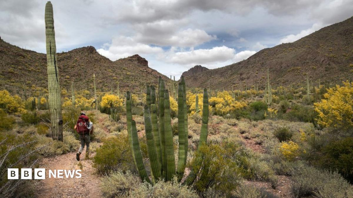 Native burial sites blown up for US border wall - BBC News