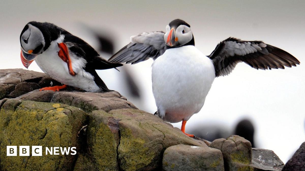 Numbers of breeding puffins on Fair Isle halved - BBC News