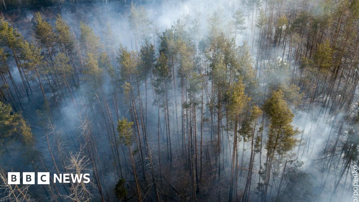 A billion new trees might not turn Ukraine green - BBC News