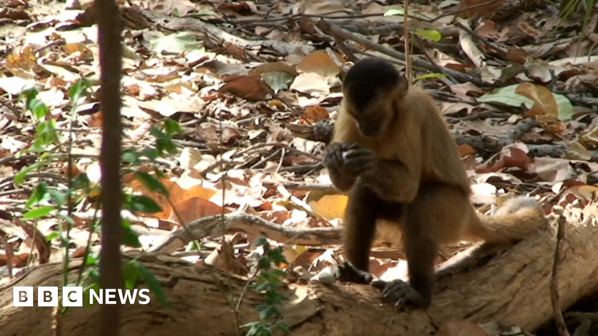 Monkey archaeology: Ancient evidence of tool use found - BBC News