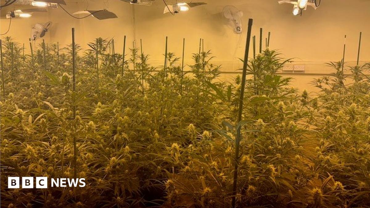 Man arrested after 1,400 cannabis plants seized in Kingswood - BBC News
